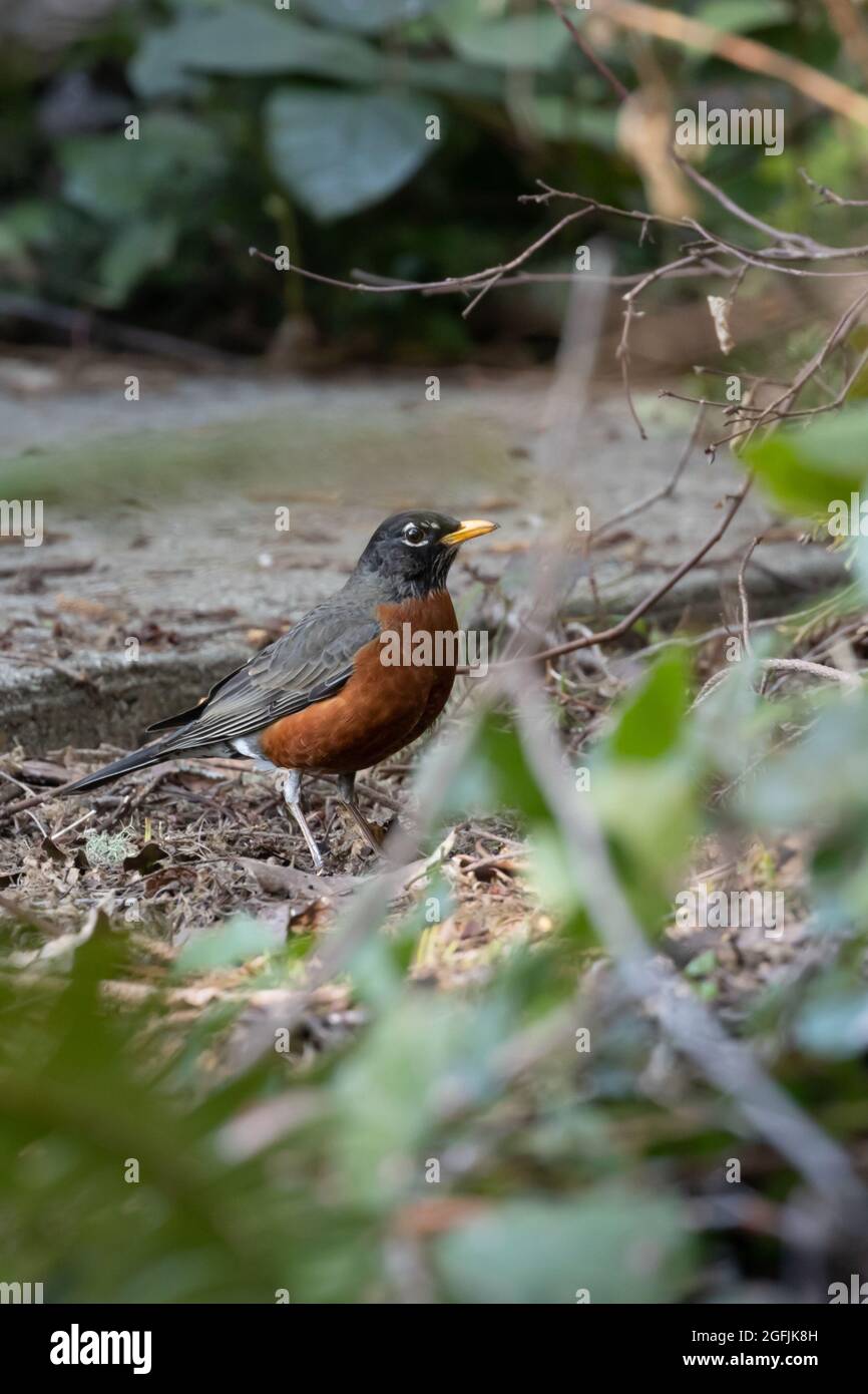 Posing adult robin hi-res stock photography and images - Alamy