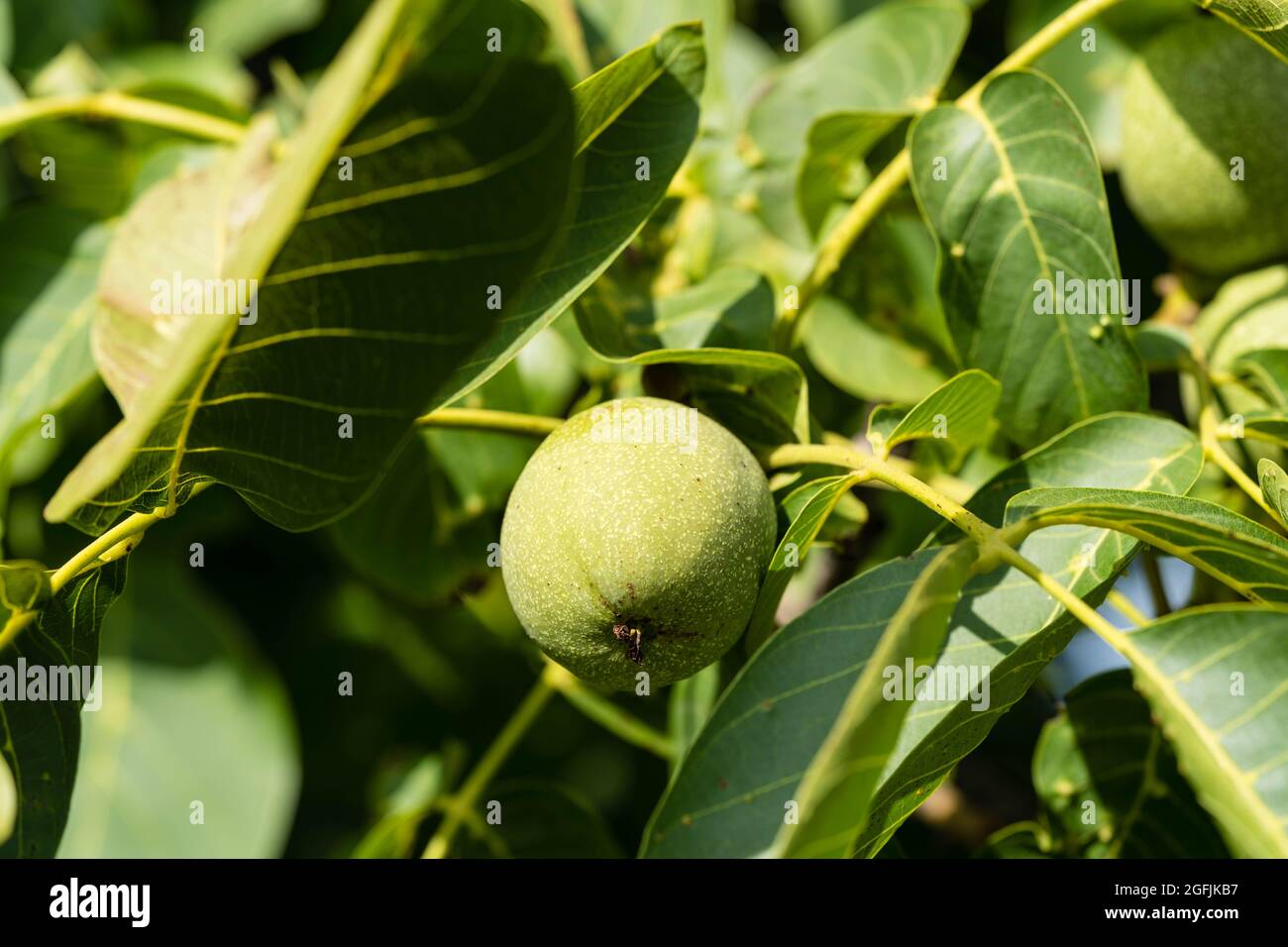 Fruits of a walnut tree Stock Photo - Alamy