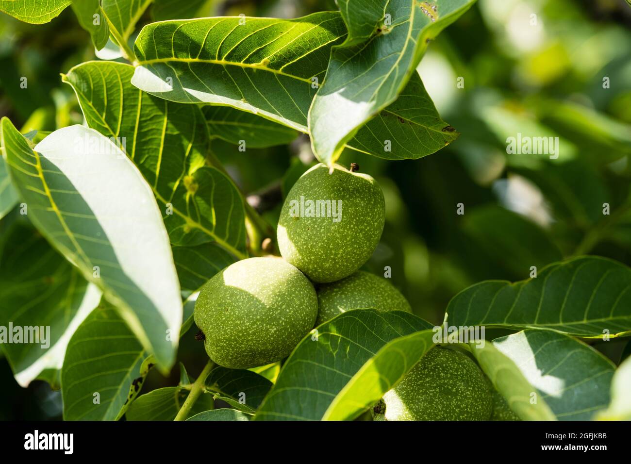 Fruits of a walnut tree Stock Photo - Alamy