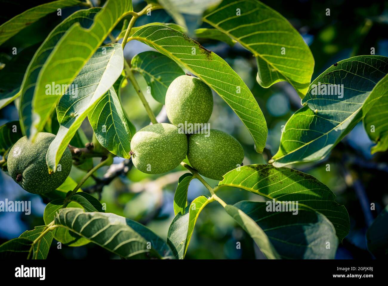 Fruits of a walnut tree Stock Photo - Alamy