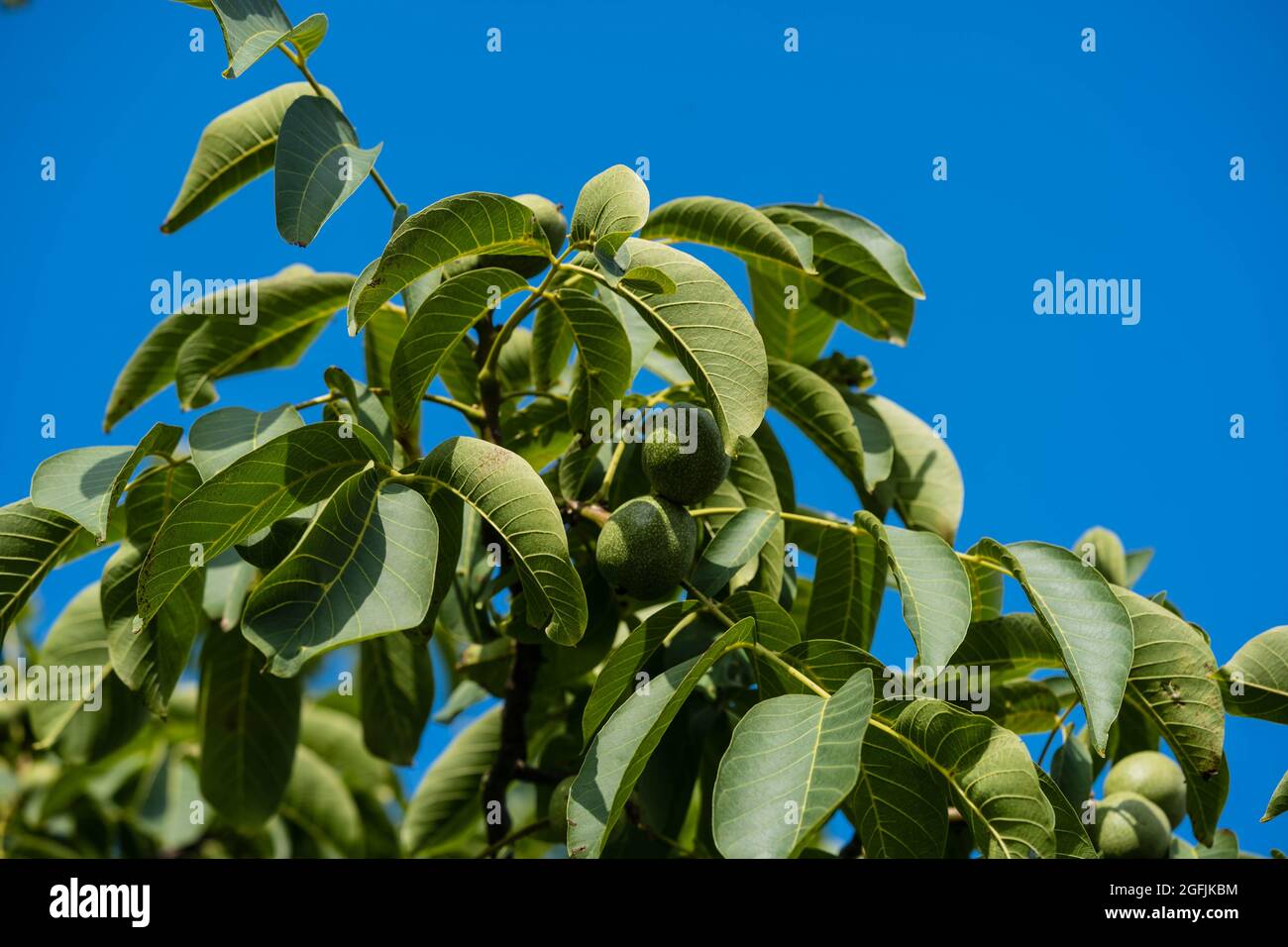 Fruits of a walnut tree Stock Photo - Alamy