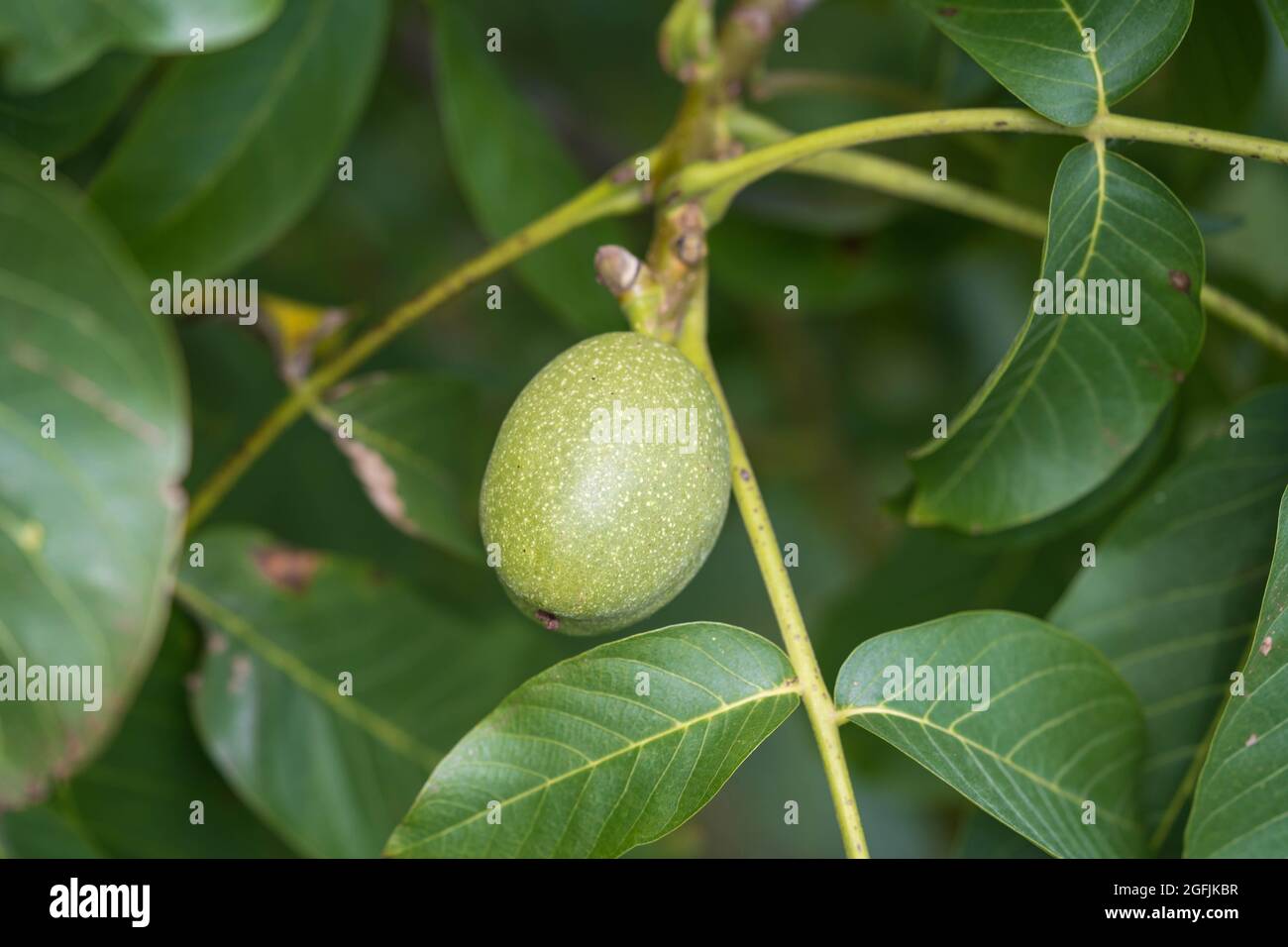 Fruits of a walnut tree Stock Photo - Alamy