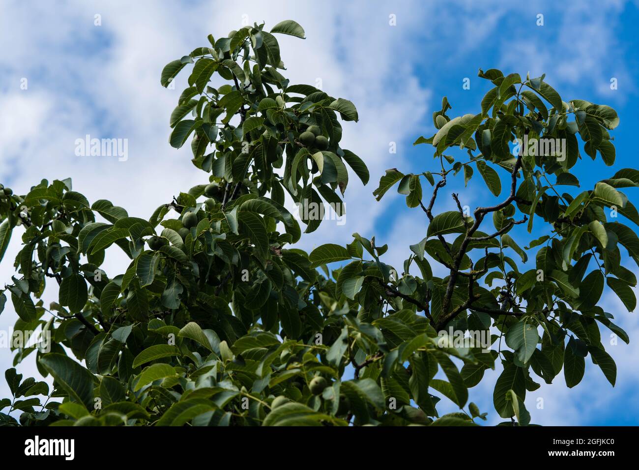 Fruits of a walnut tree Stock Photo - Alamy