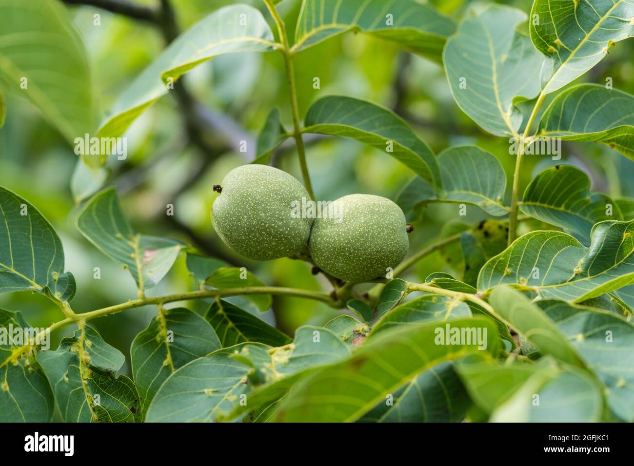 Fruits of a walnut tree Stock Photo - Alamy