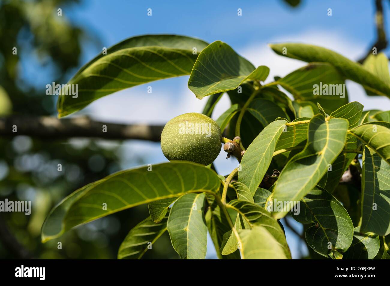 Fruits of a walnut tree Stock Photo - Alamy