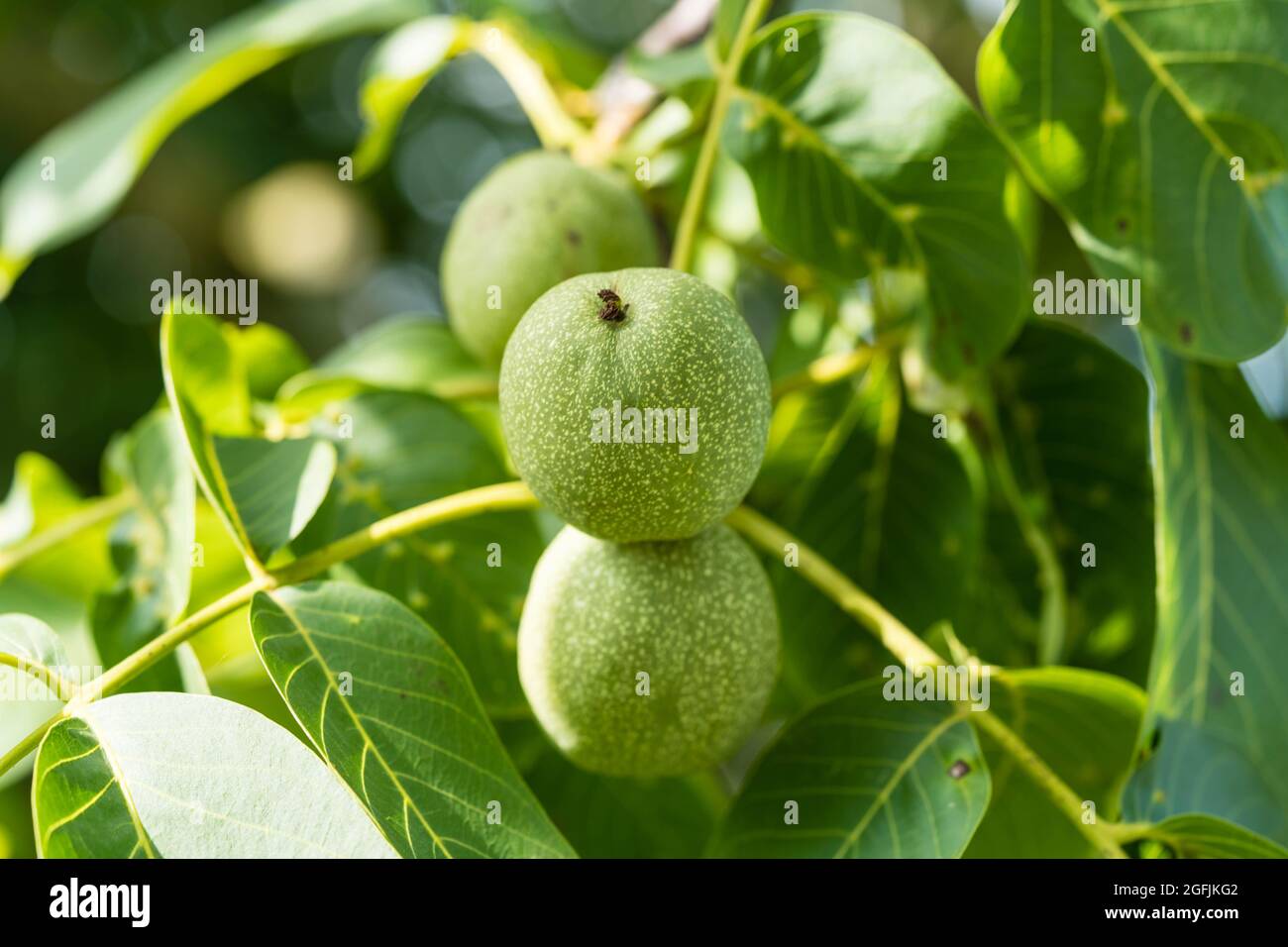 Fruits of a walnut tree Stock Photo - Alamy