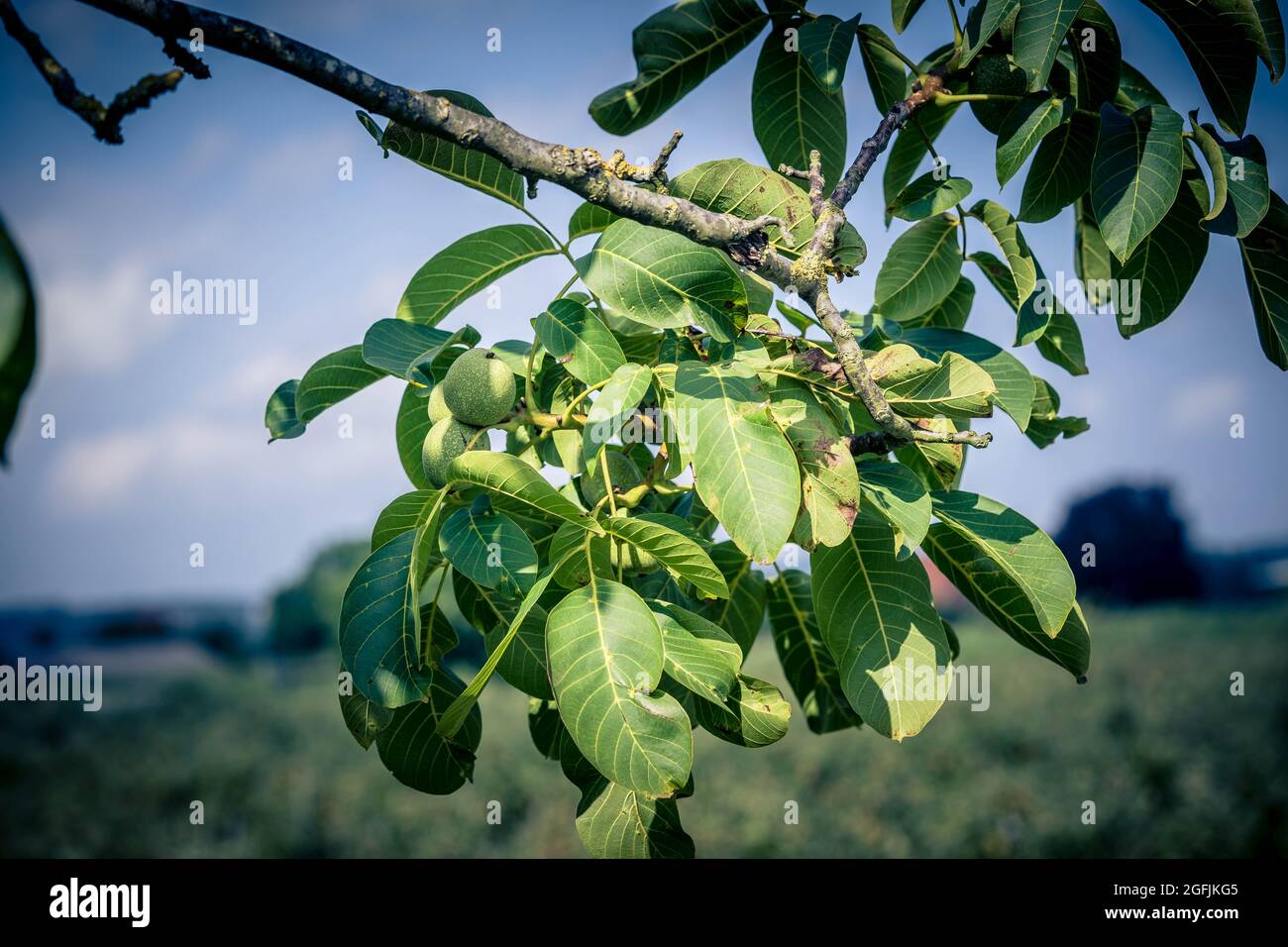 Fruits of a walnut tree Stock Photo - Alamy
