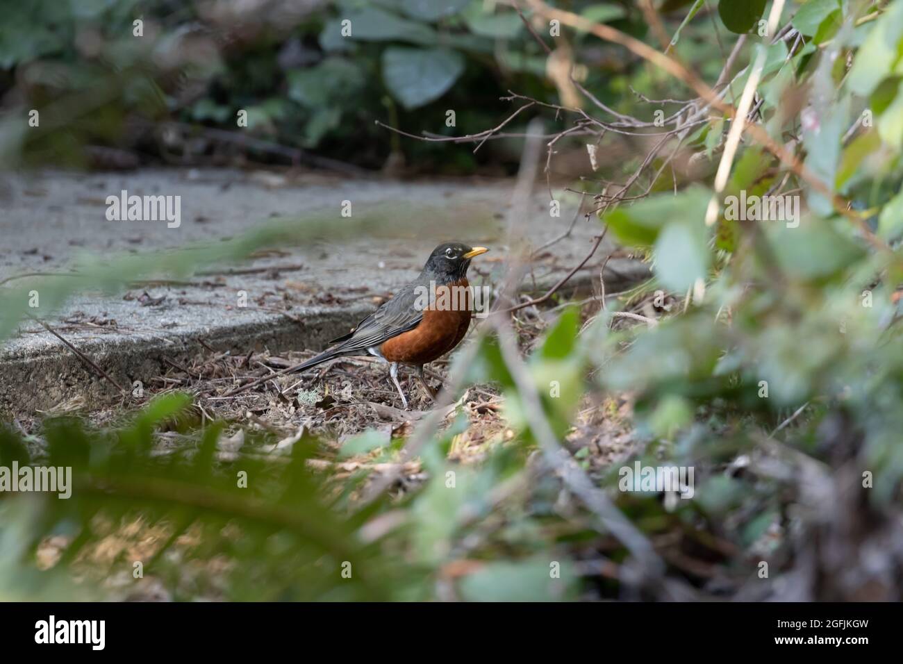 Robin head on the side hi-res stock photography and images - Alamy