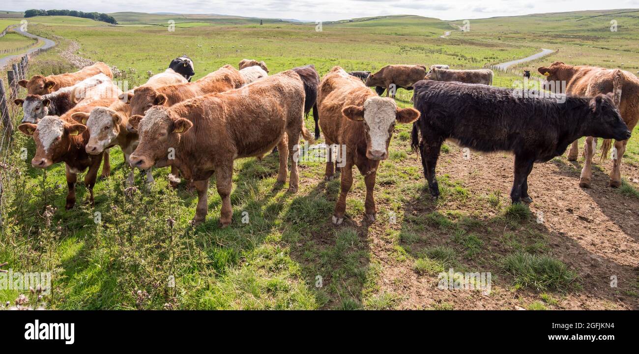 Rearing beef cattle on Malham Moor, North Yorkshire Stock Photo - Alamy