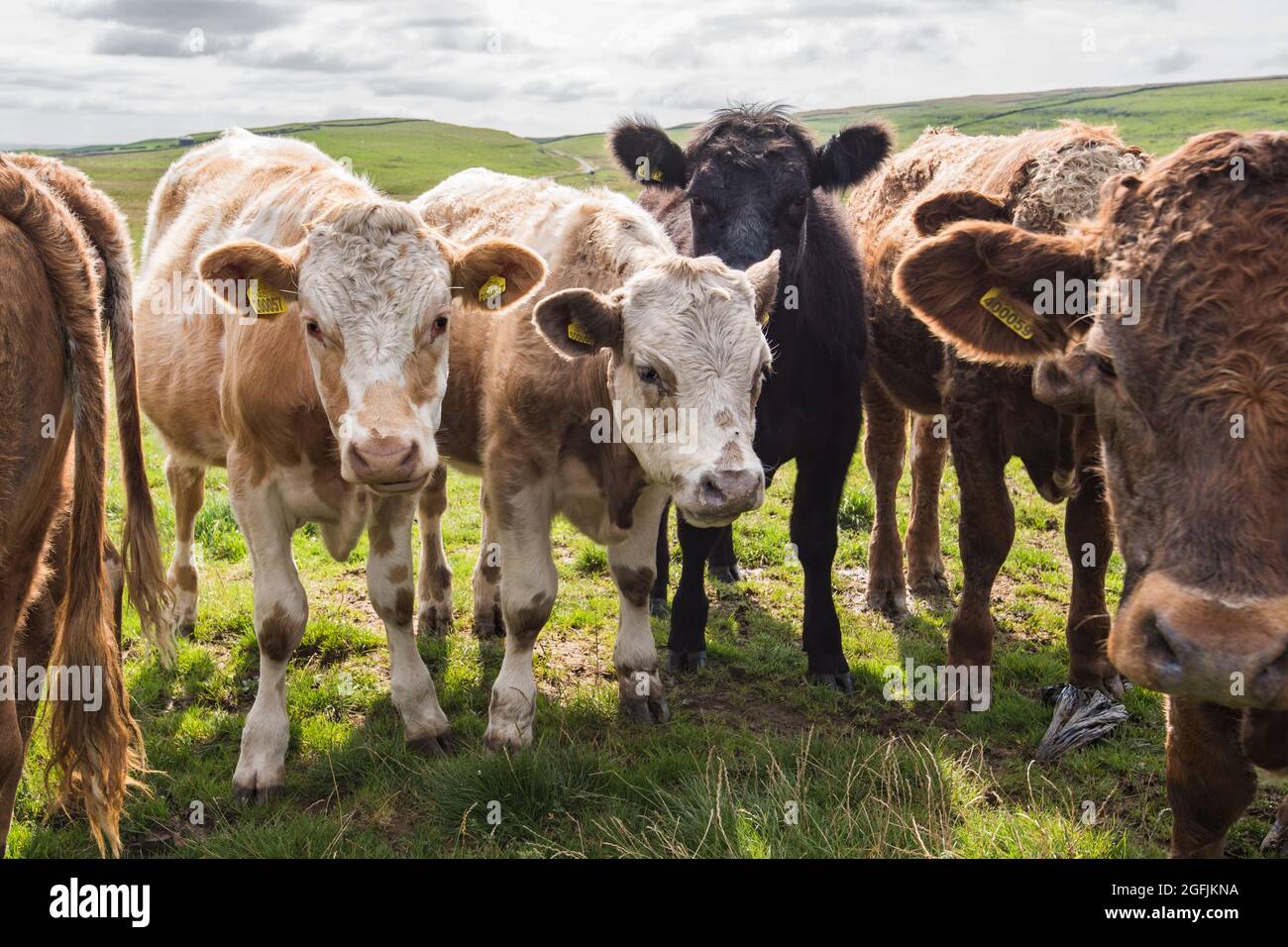 Low trenhouse farm malham tarn estate hi-res stock photography and ...