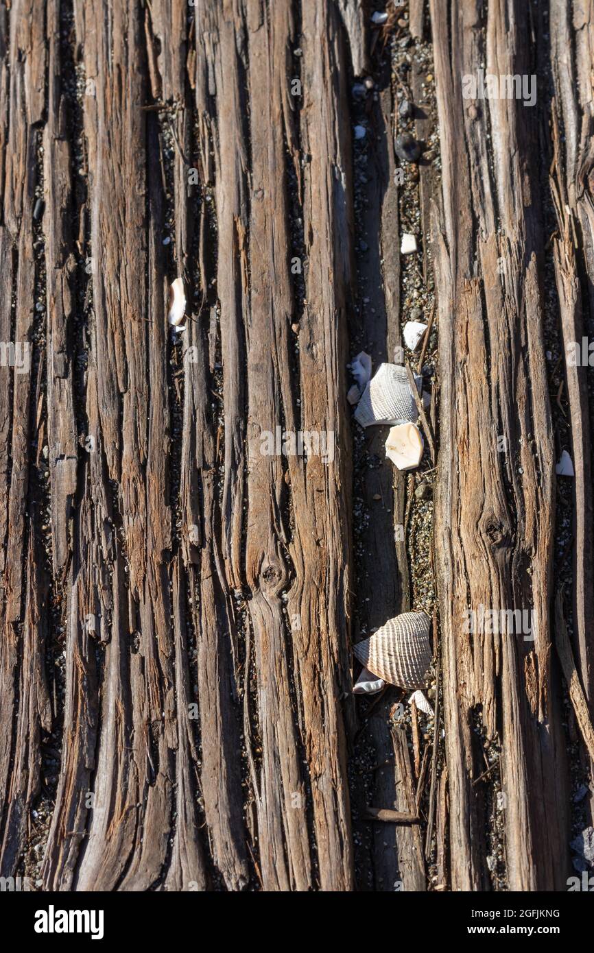 broken clam shells in the cracks of a plank Stock Photo - Alamy