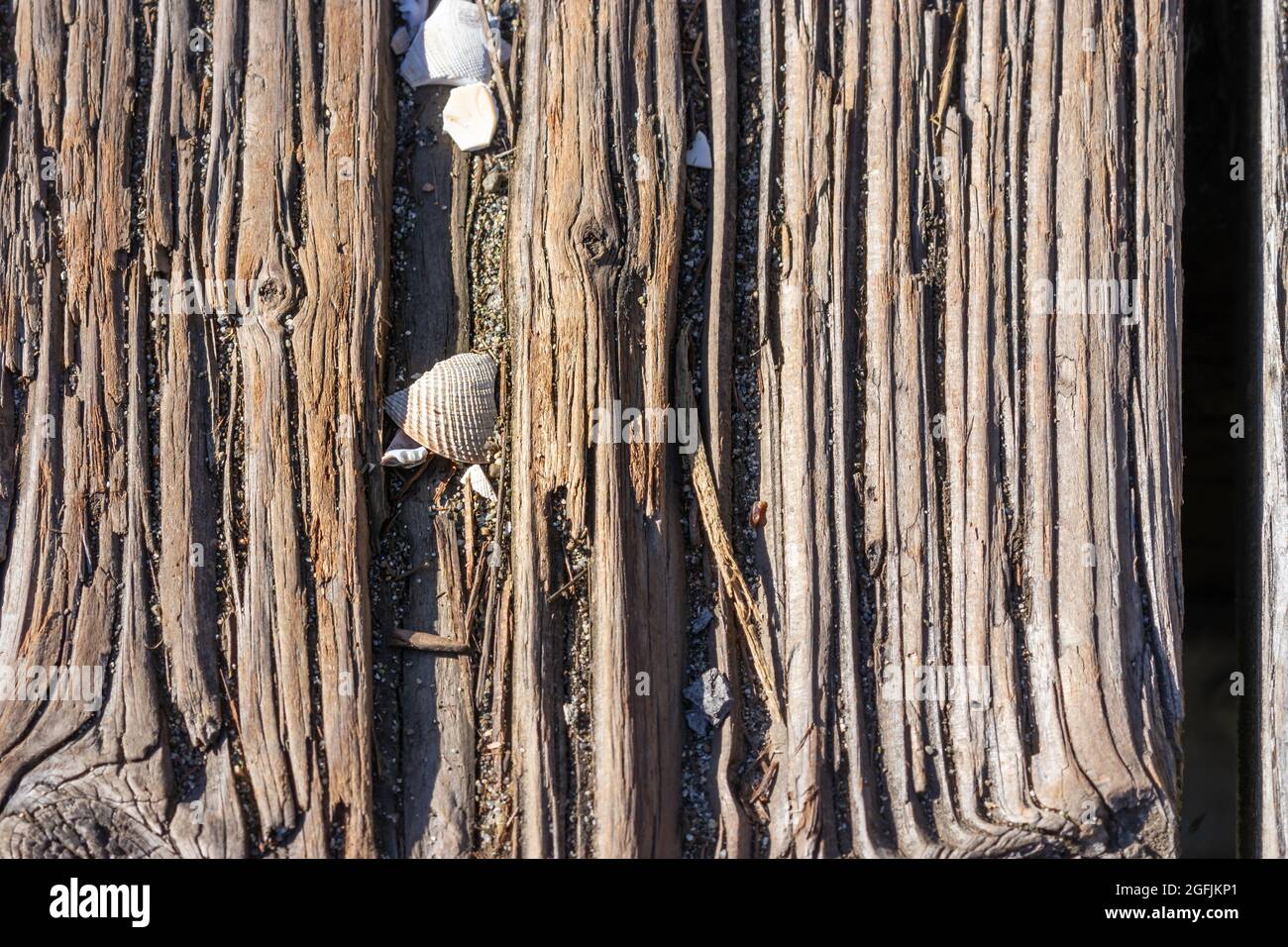 Broken clam shells hi-res stock photography and images - Alamy