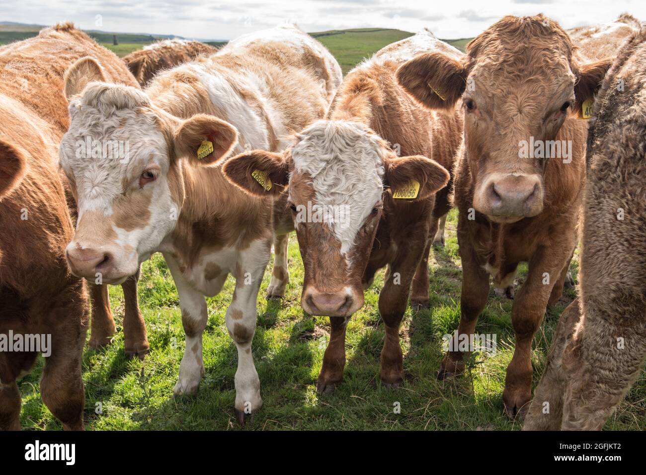 Rearing beef cattle on Malham Moor, North Yorkshire Stock Photo - Alamy