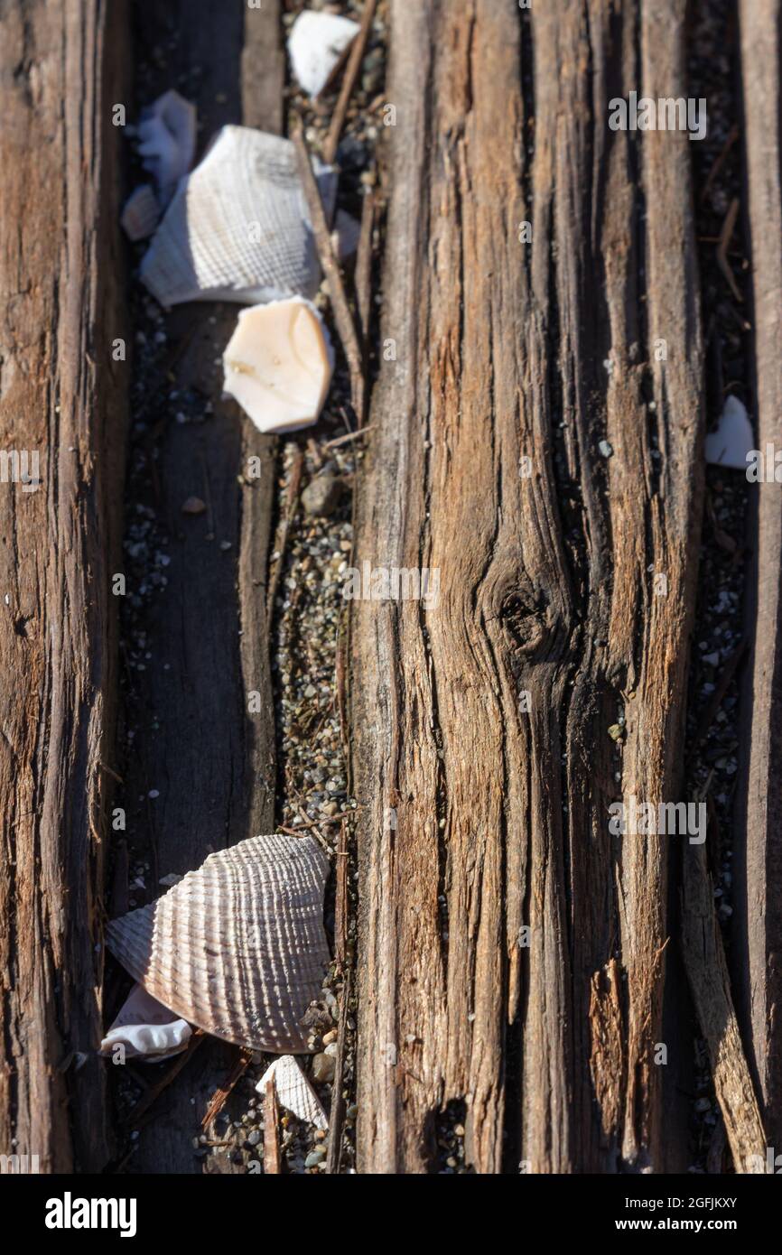 broken clam shells in the cracks of a plank Stock Photo - Alamy