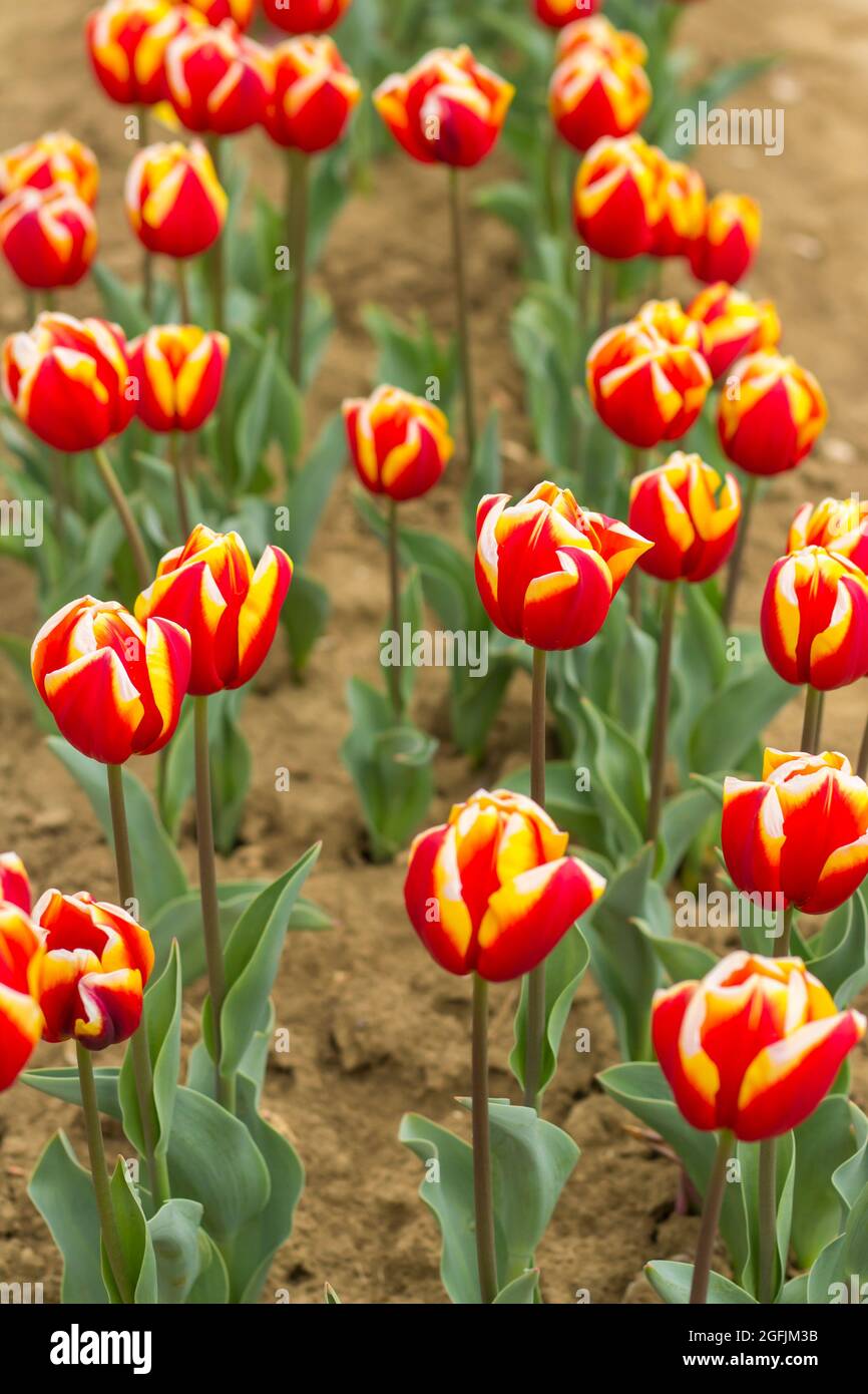 Unique red and yellow tulip cultivar Falcon. Field of flowering tulips ...
