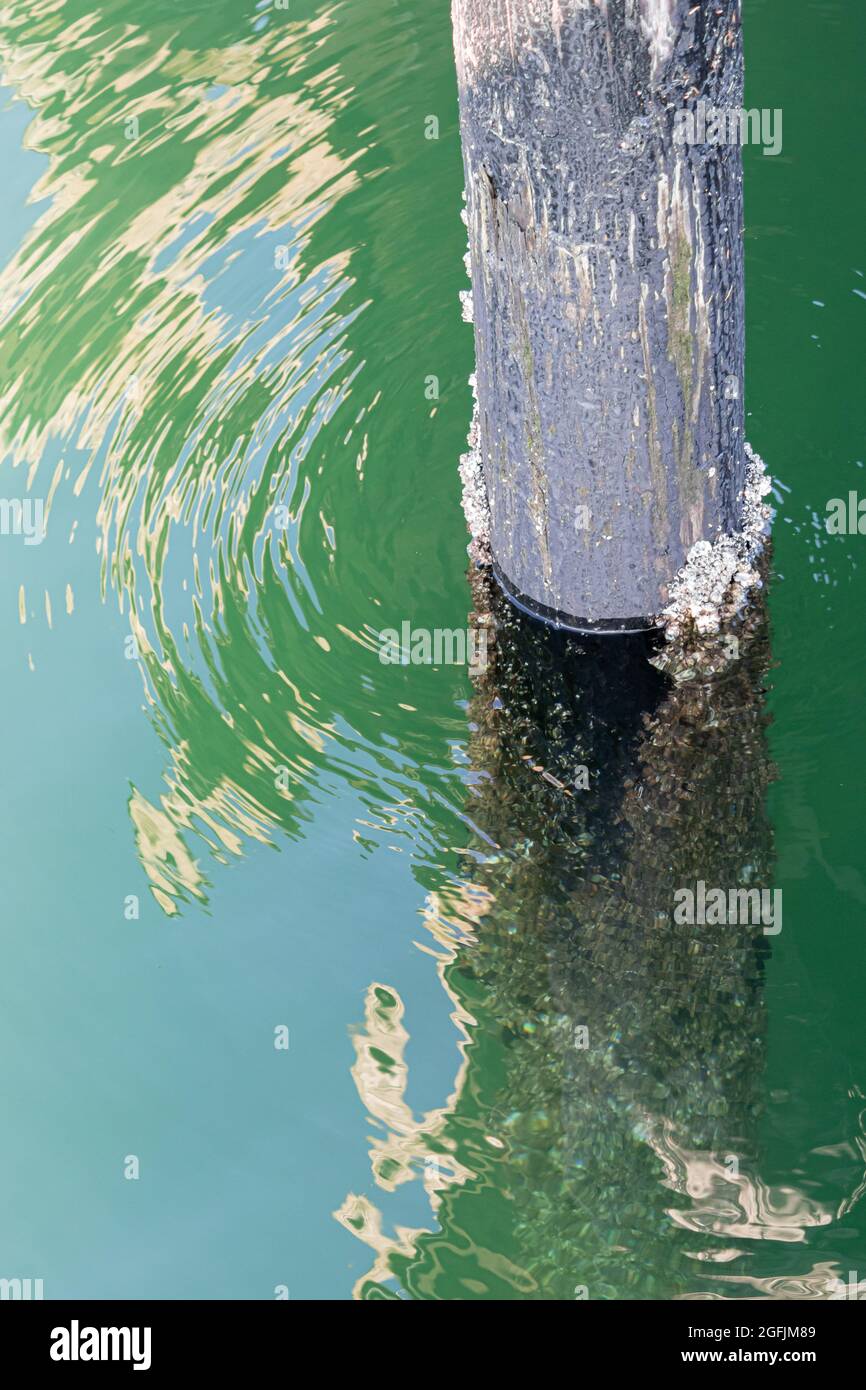 barnicle covered pole sticking up out of the water Stock Photo - Alamy