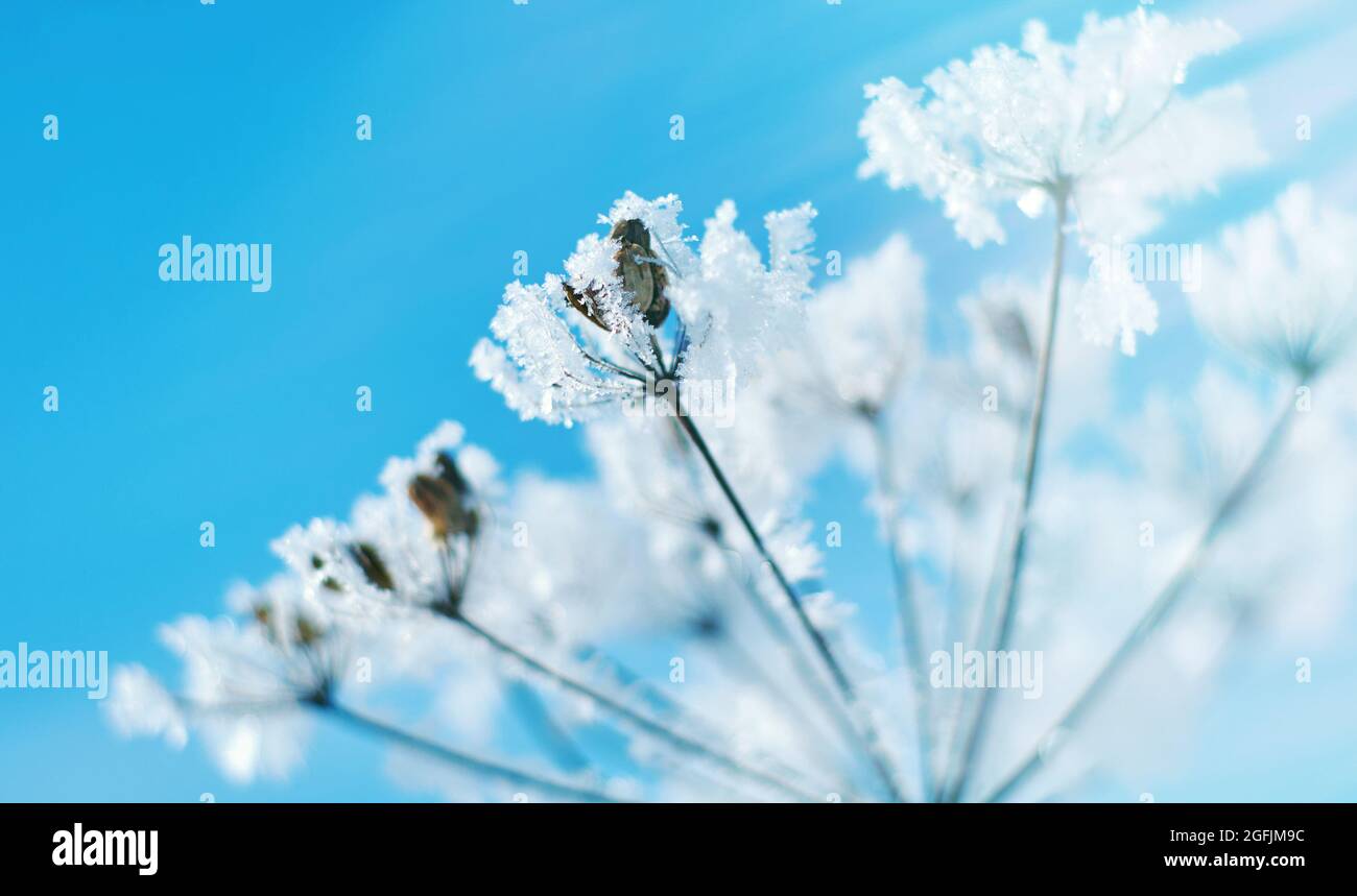 Crystal snow-flowers against the blue sky. Winter wonder of nature ...