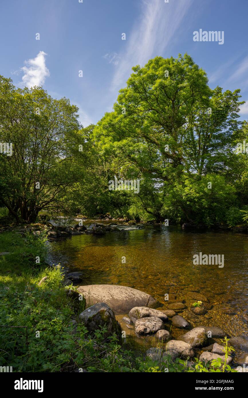 Beech trees on the banks of the river Afon Dwyfor at Llanystumdwy Wales ...