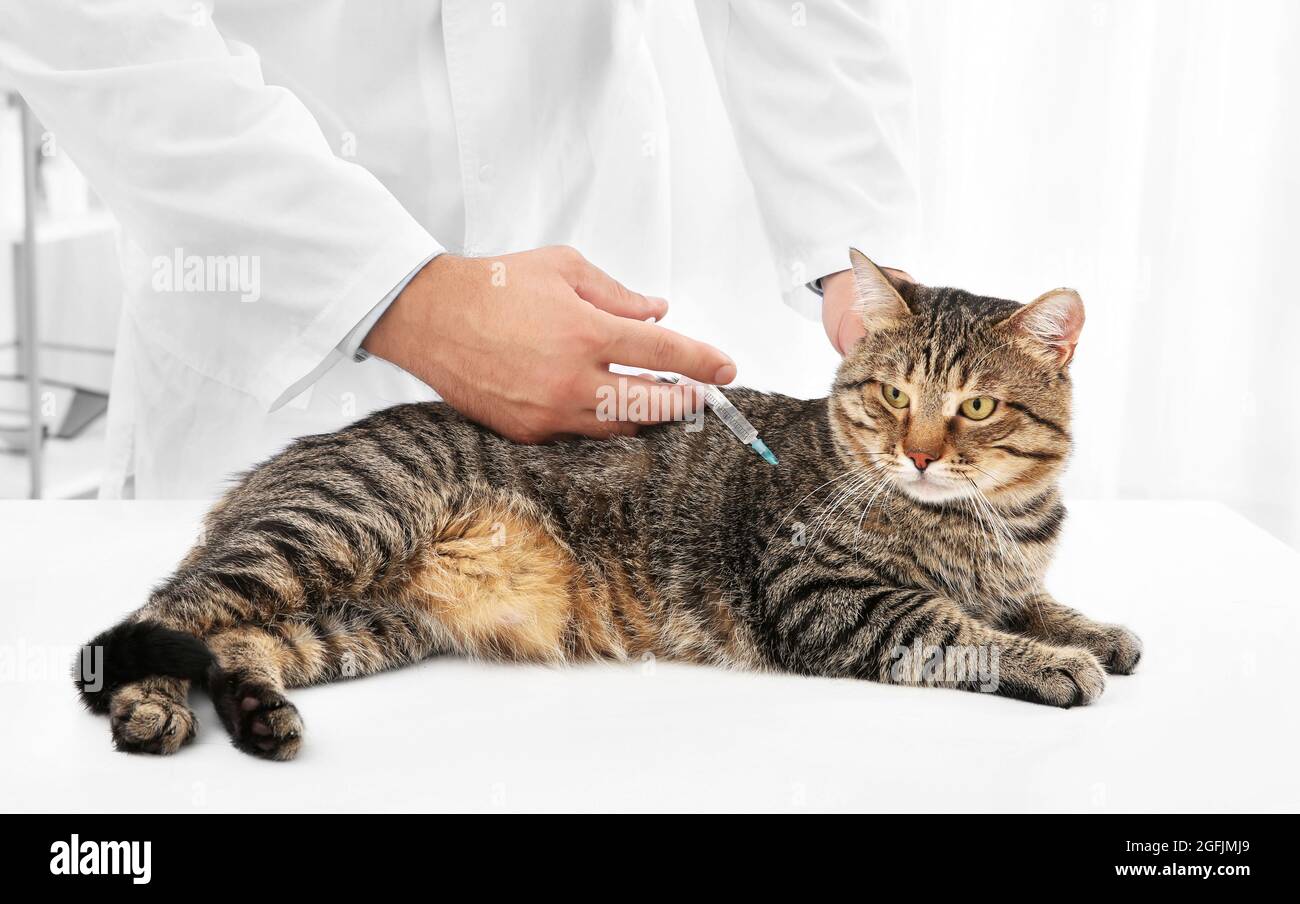 Veterinarian giving injection to tabby cat Stock Photo - Alamy
