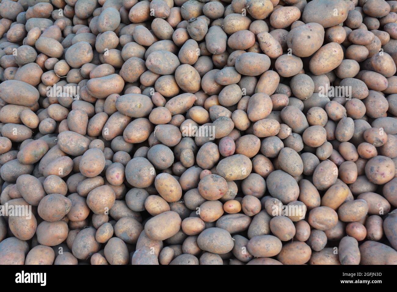 A close up on potatoes, potatoes background, growing high yield of ...