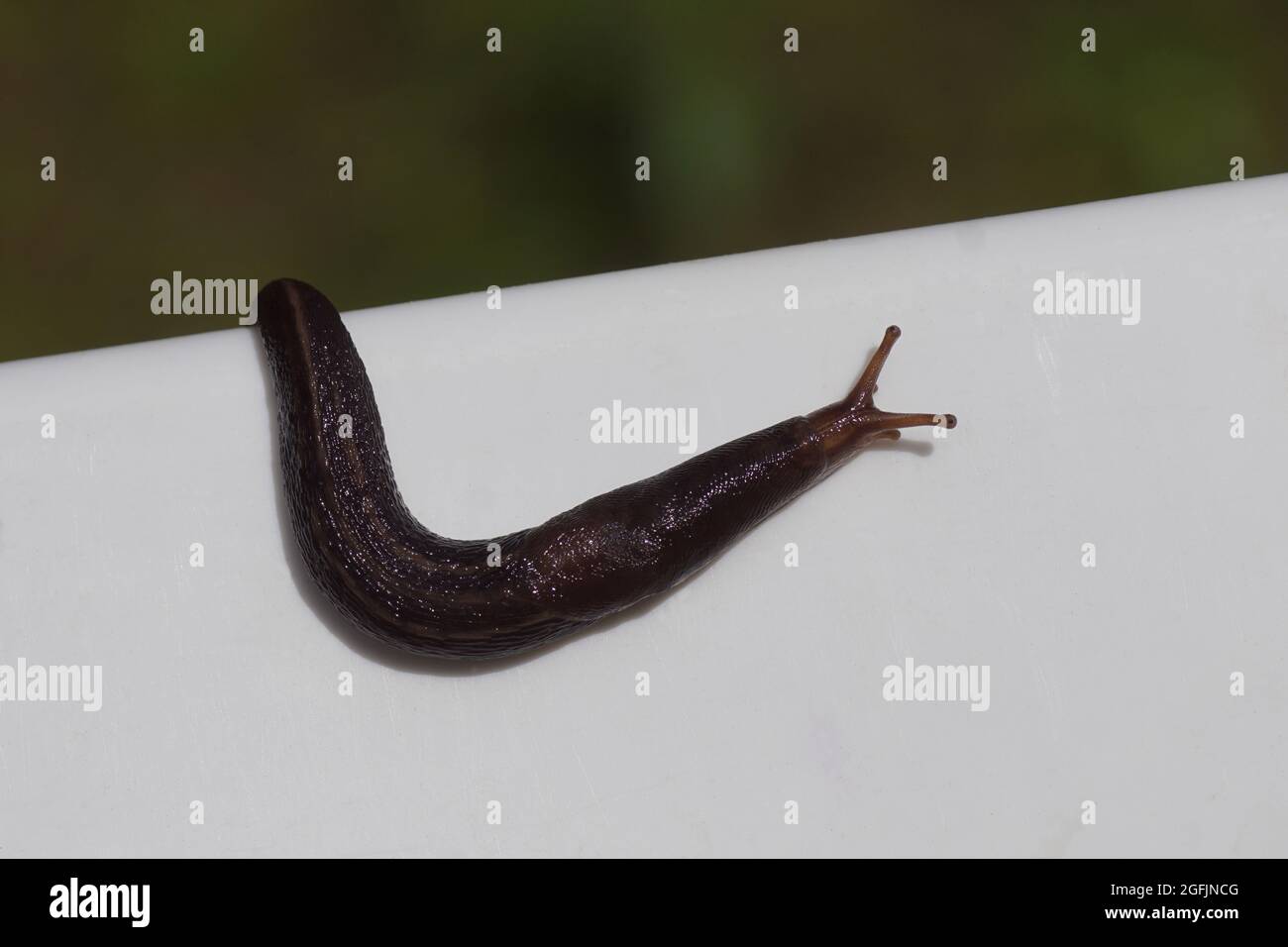Giant garden slug hi-res stock photography and images - Alamy