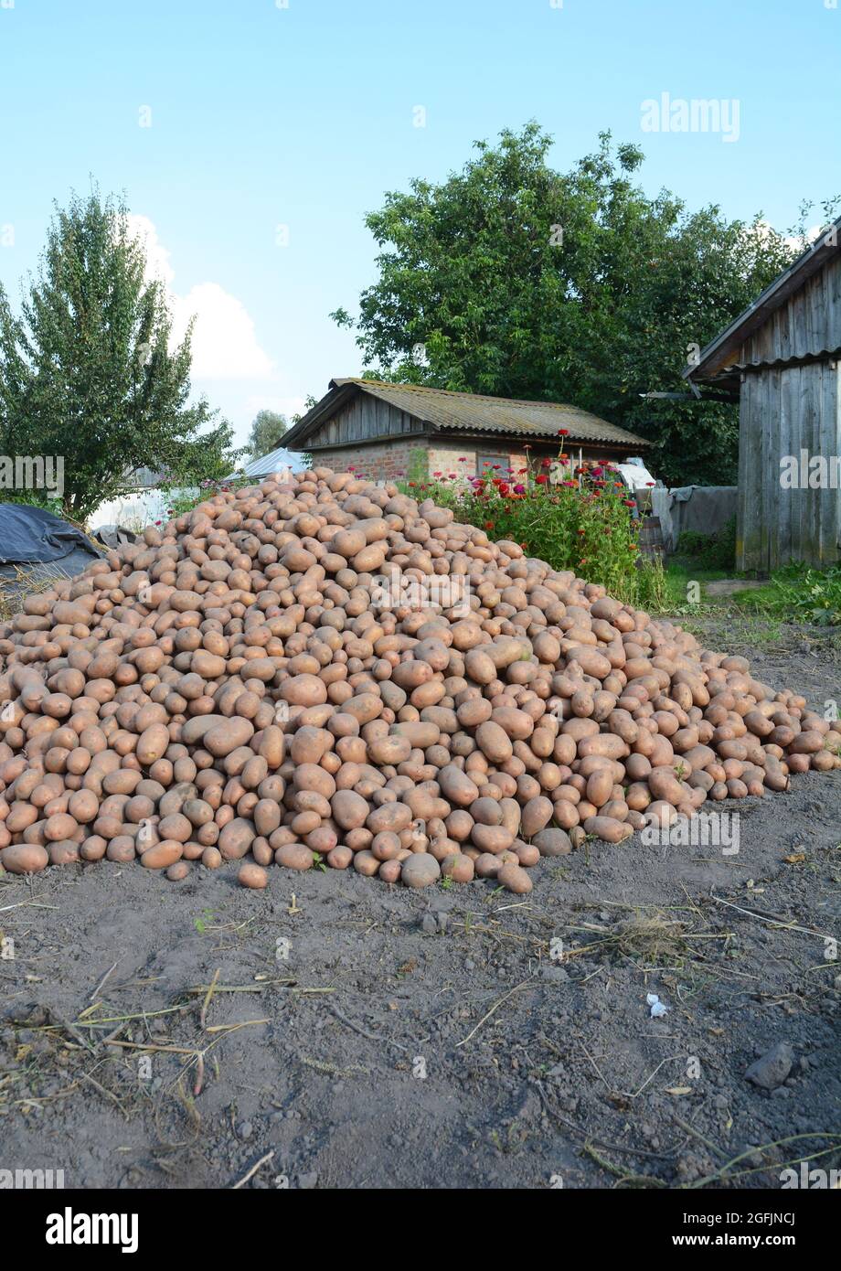 A large pile of digged up potatoes in the vegetable garden in the ...