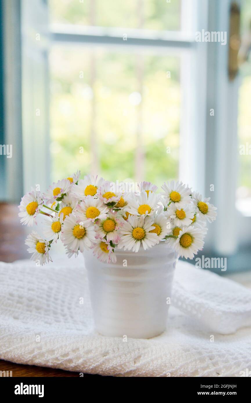 Summer season, the time for the collection of small daisy field Stock ...