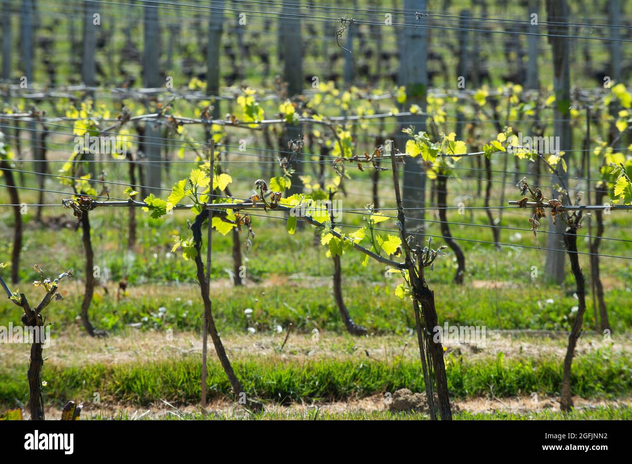 Nogaro (south western France), 2021/04/15: “Les Hauts De Montrouge ...