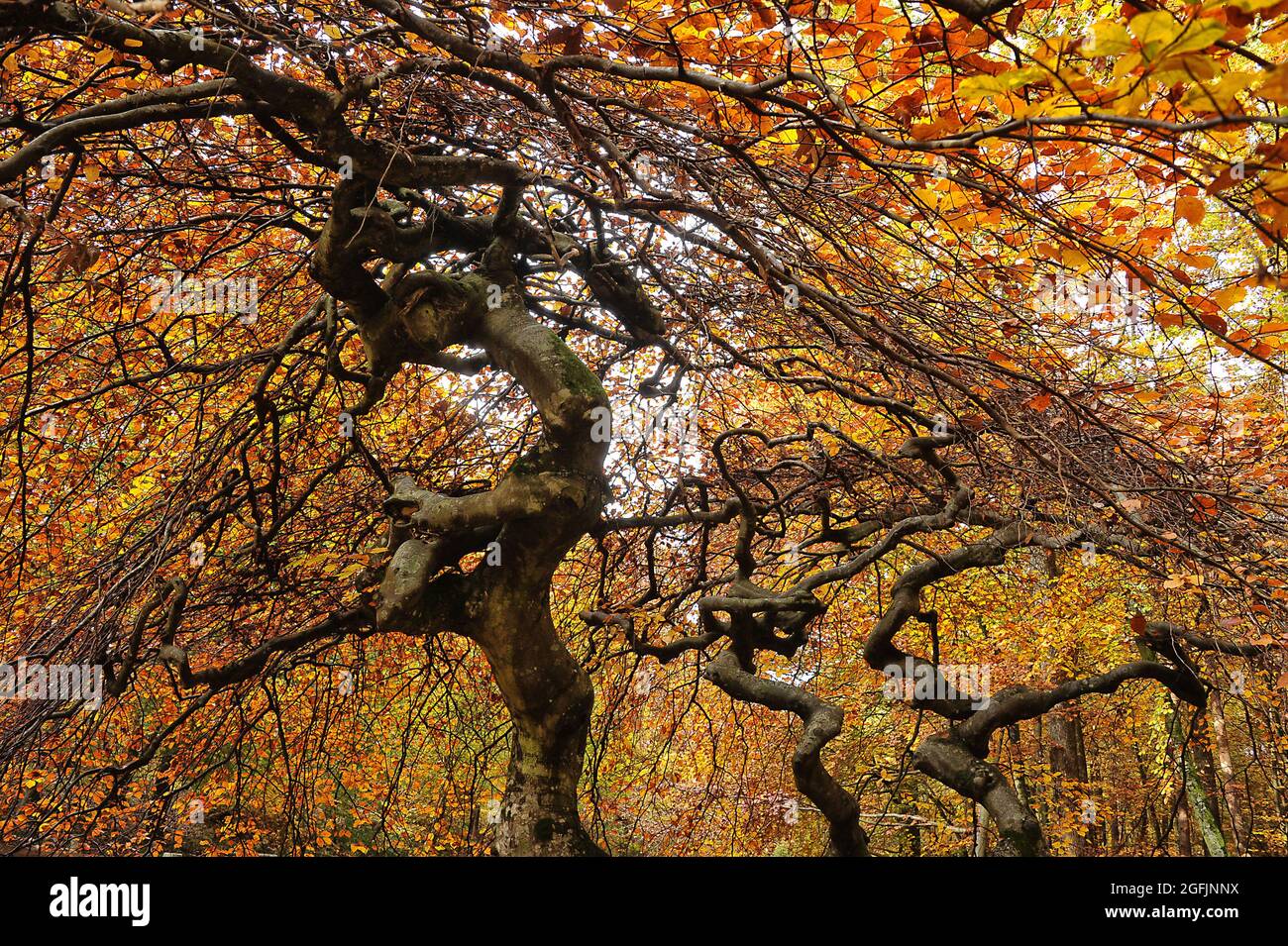 Dwarf beech (Fagus sylvatica, Tortuosa Group) in the Forest of Verzy ...
