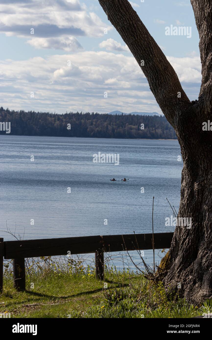 Large old tree near the edge of a steep drop Stock Photo - Alamy