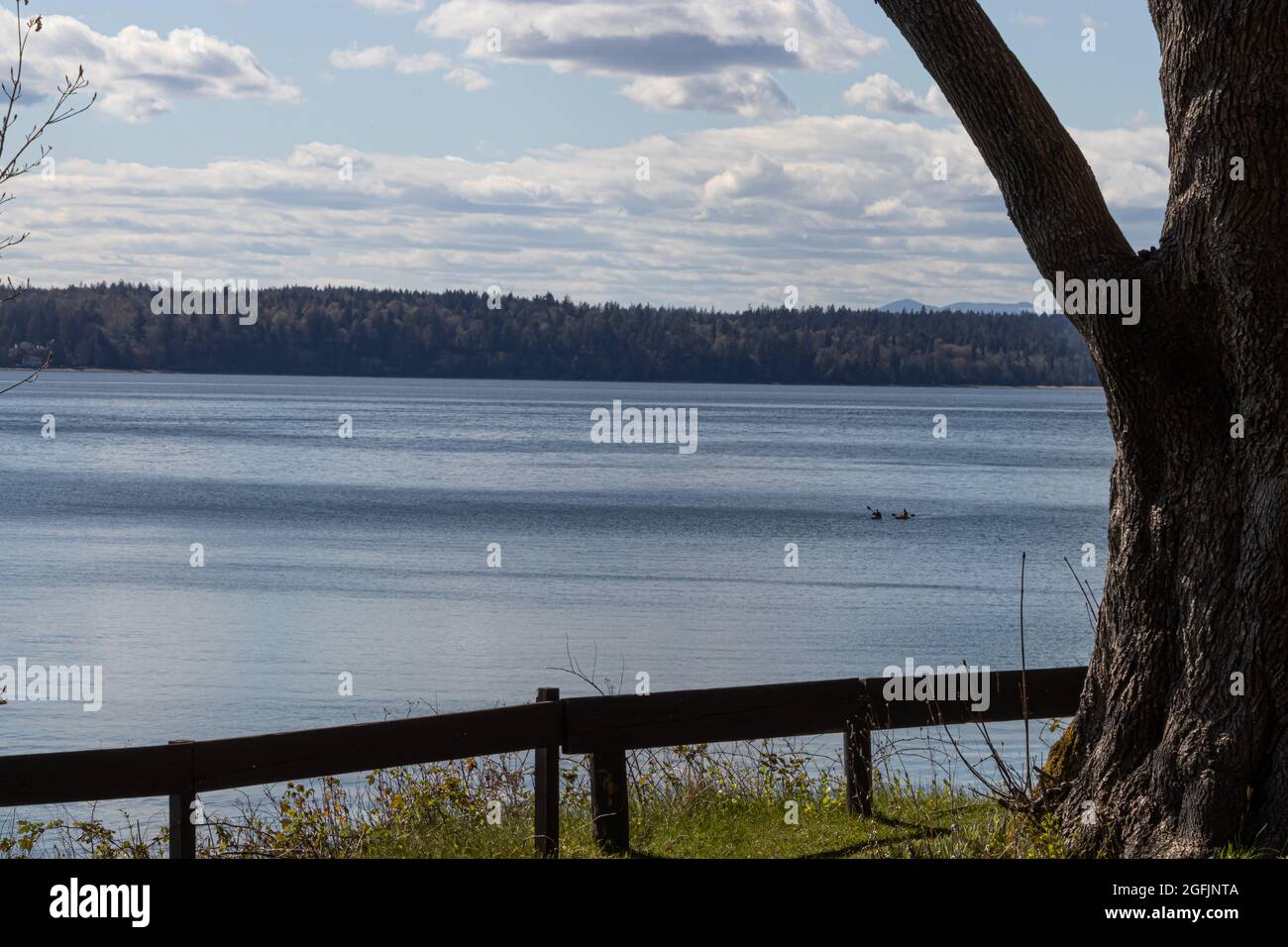 large old tree near the edge of a steep drop Stock Photo - Alamy