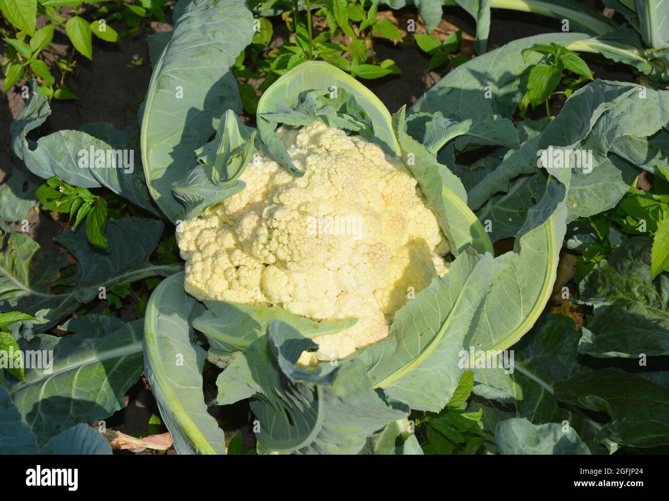 Growing сauliflower in the vegetable garden, large white and firm ...