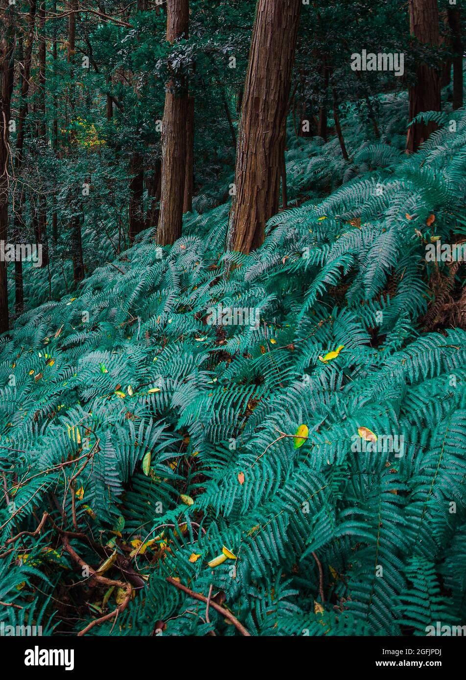 Green plants cyan ferns bush forest tree trunks and autumn yellow ...