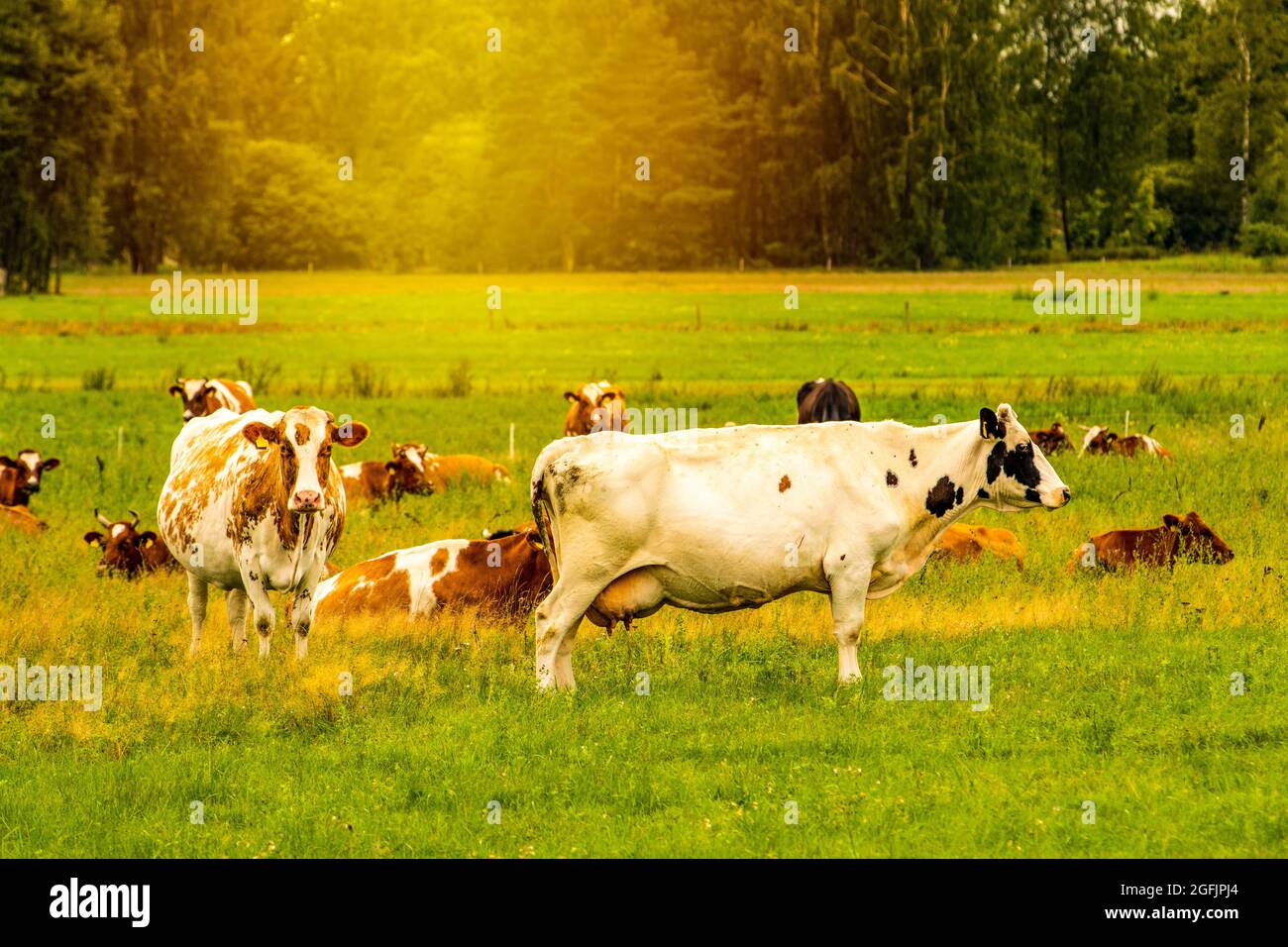 Dairy pasture with dairy cattle herd of cows grazing contentedly on ...