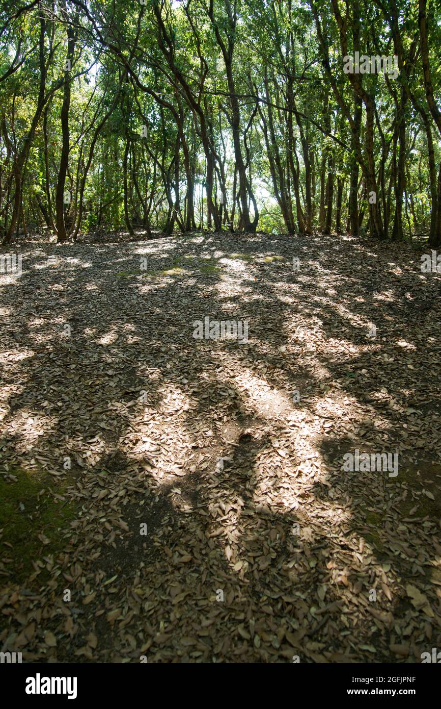 Dense Forest of Shrubs on the Mediterranean Coast Stock Photo - Alamy