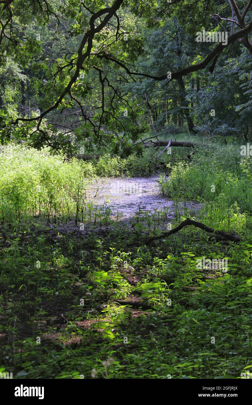 Quiet walking trail winding thru the summer woods while leading on a ...