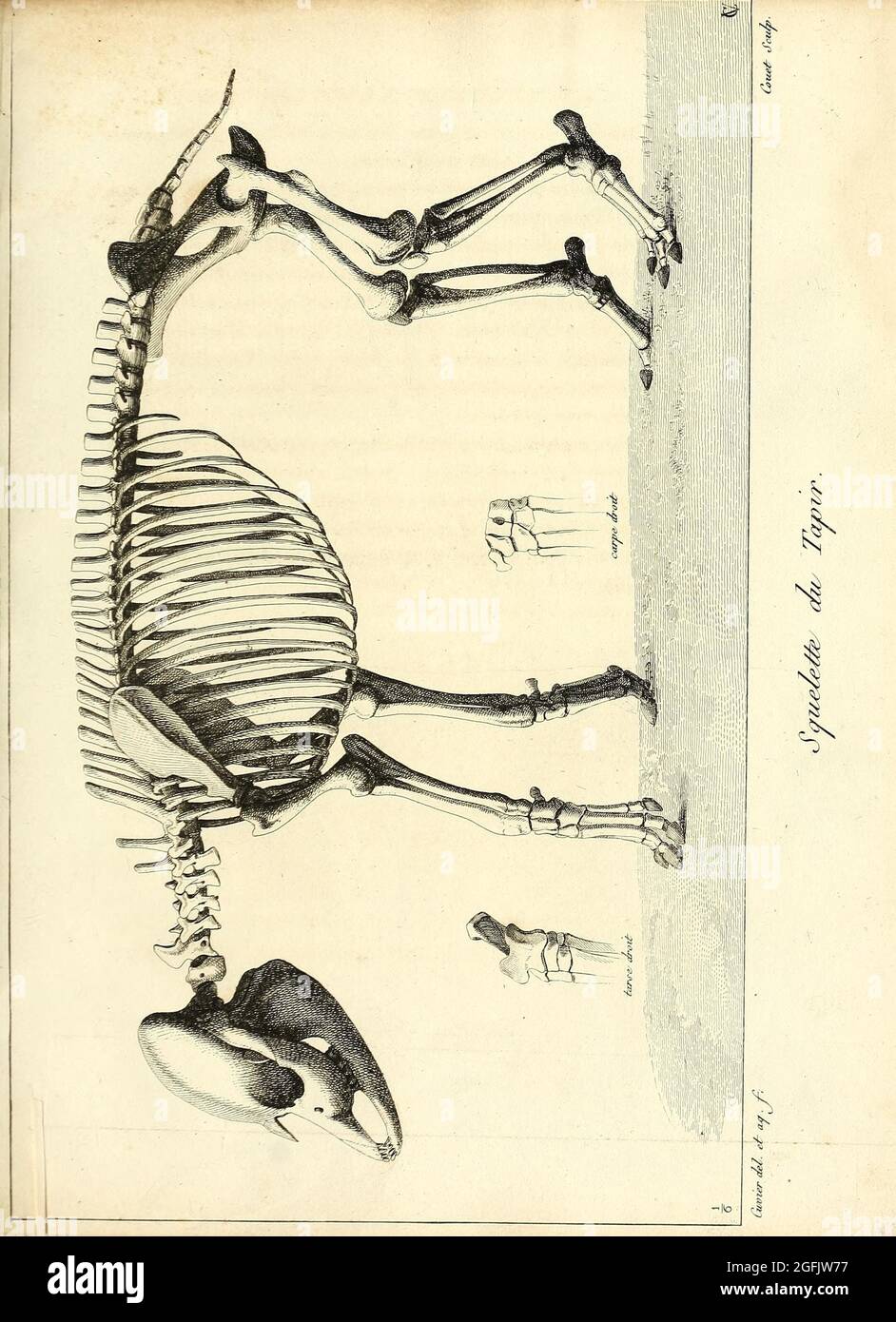 Archeology excavation animal bones hi-res stock photography and images ...