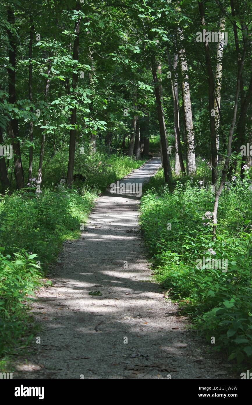 Quiet walking trail winding thru the summer woods while leading on a ...