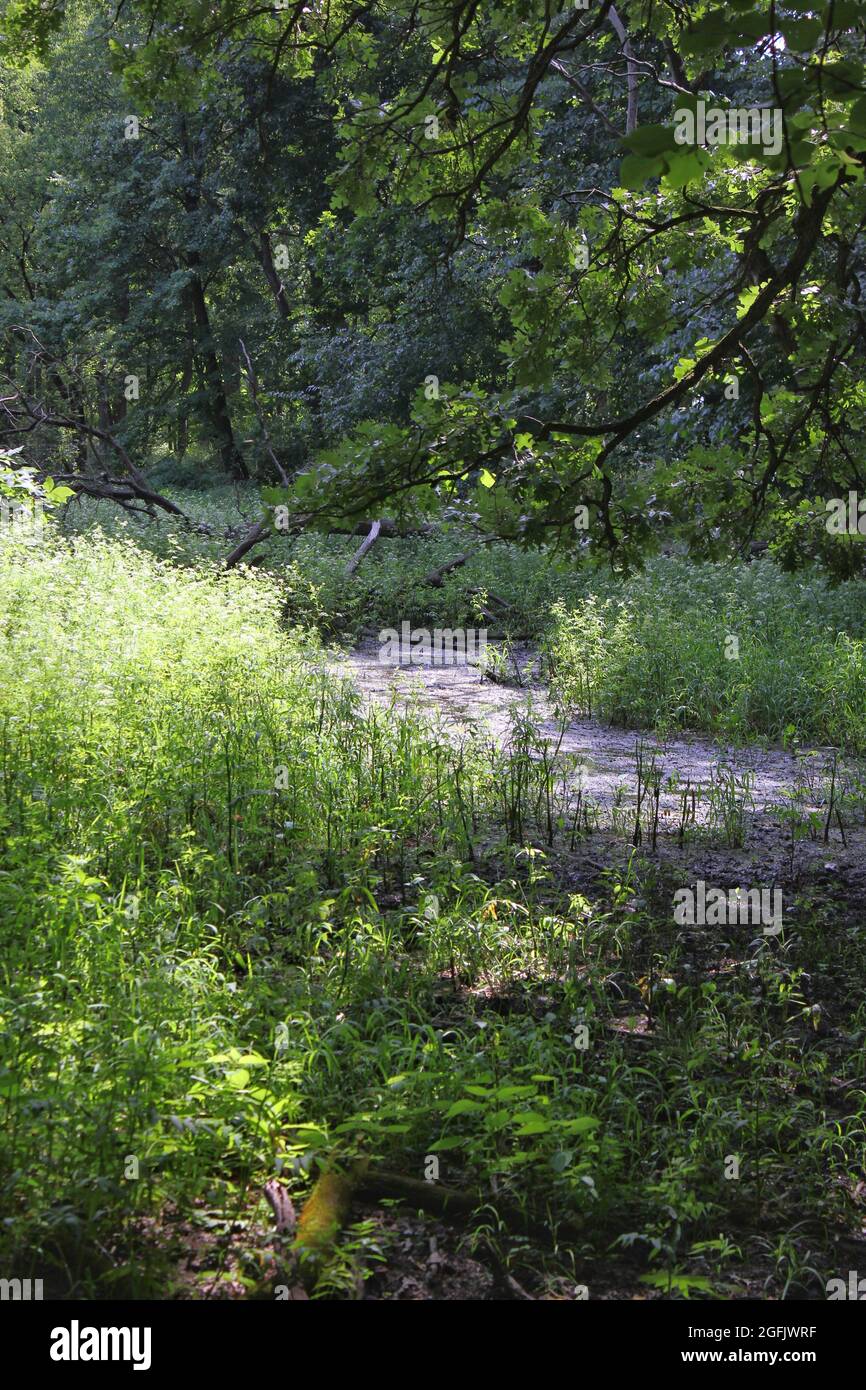 Quiet walking trail winding thru the summer woods while leading on a ...