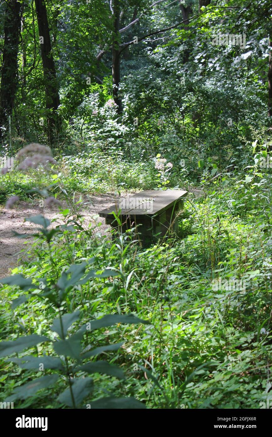 Wooden bench overgrown lush hi-res stock photography and images - Alamy