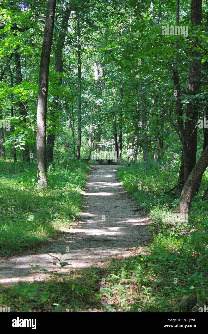 Quiet walking trail winding thru the summer woods while leading on a ...