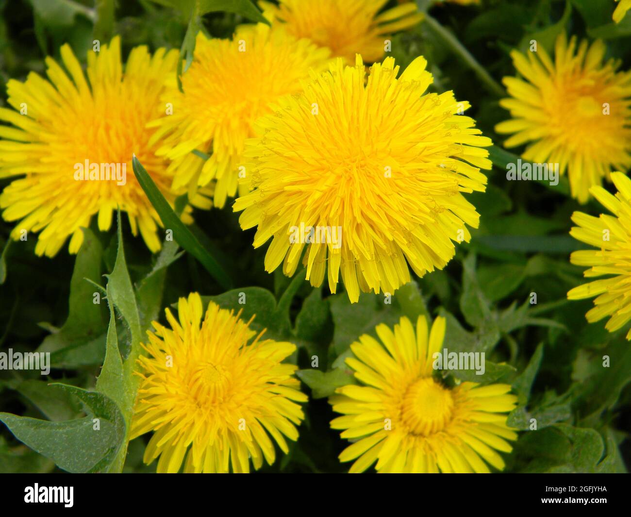Spring blooming yellow common dandelion, taraxacum flower heads in ...