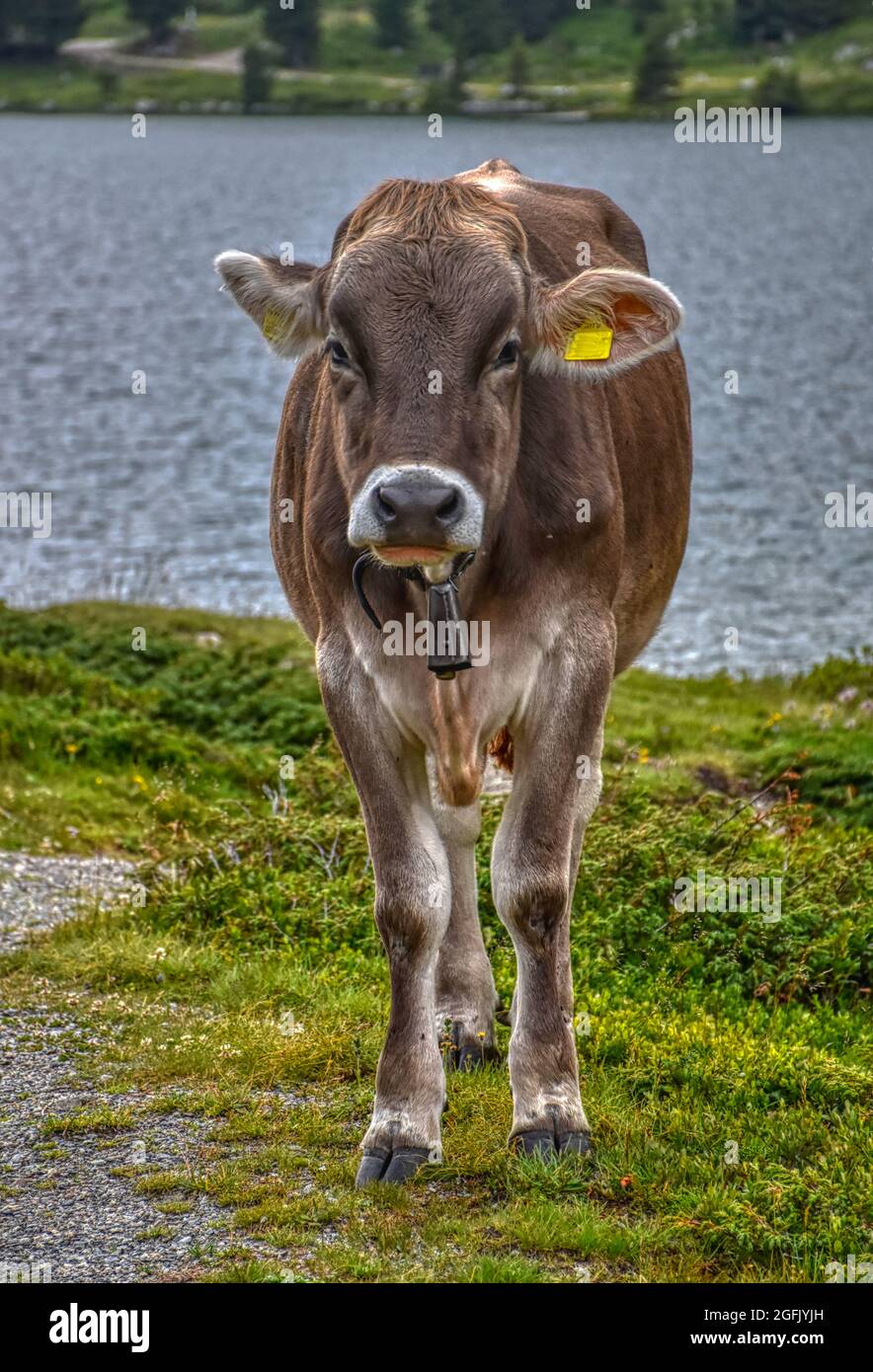 Milchkuh sommer hi-res stock photography and images - Alamy