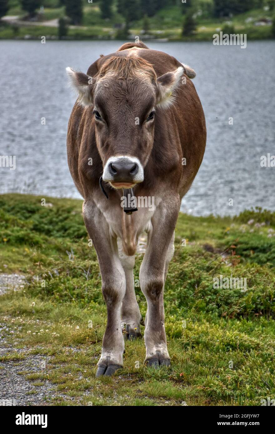 Kuh, Rind, Hausrind, Kuhglocke, Glocke, Bos, Bulle, Stier, Milchkuh ...