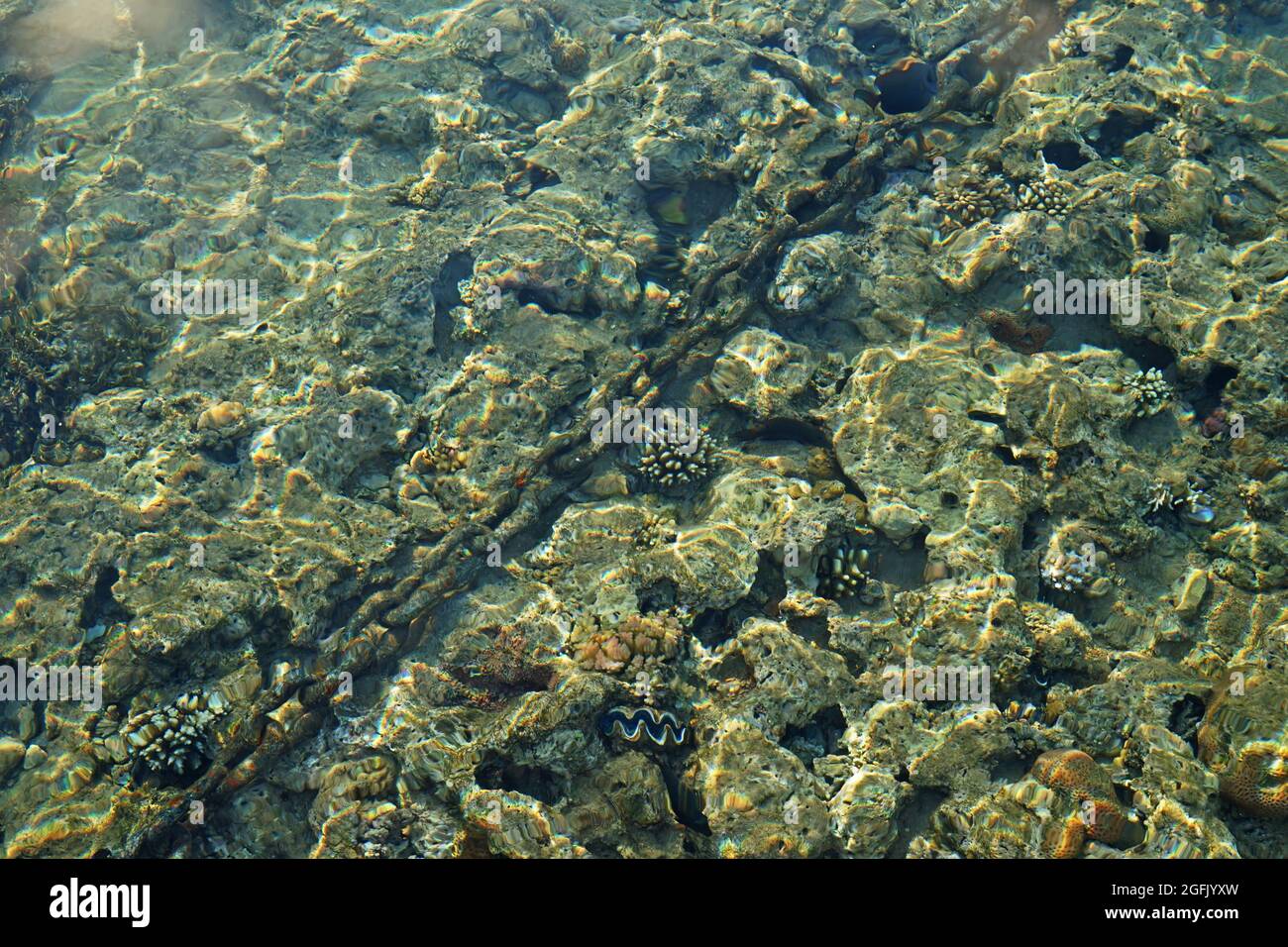 View of coral reefs through pure sea water Stock Photo - Alamy