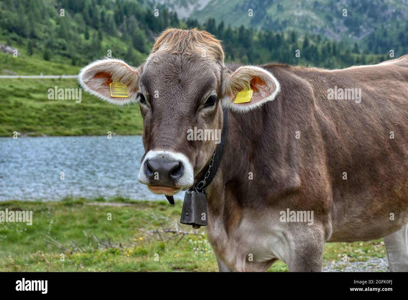 Kuh, Rind, Hausrind, Kuhglocke, Glocke, Bos, Bulle, Stier, Milchkuh ...