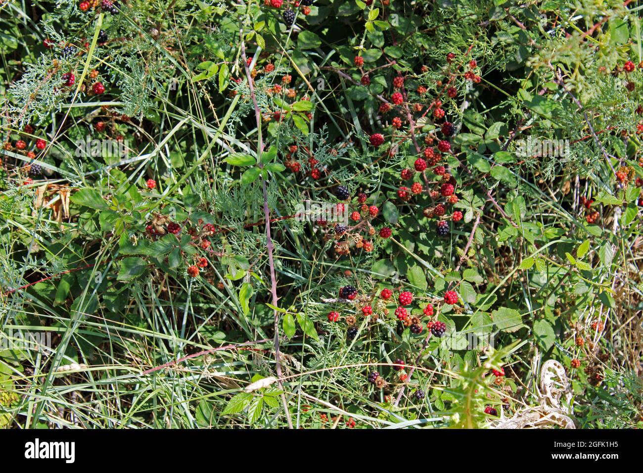 Baska, island Krk, phenomenal Zarok - sandy area, rare wild vegetation ...