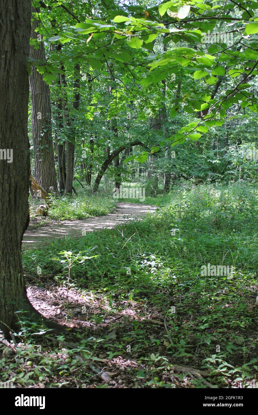 Quiet walking trail winding thru the summer woods while leading on a ...