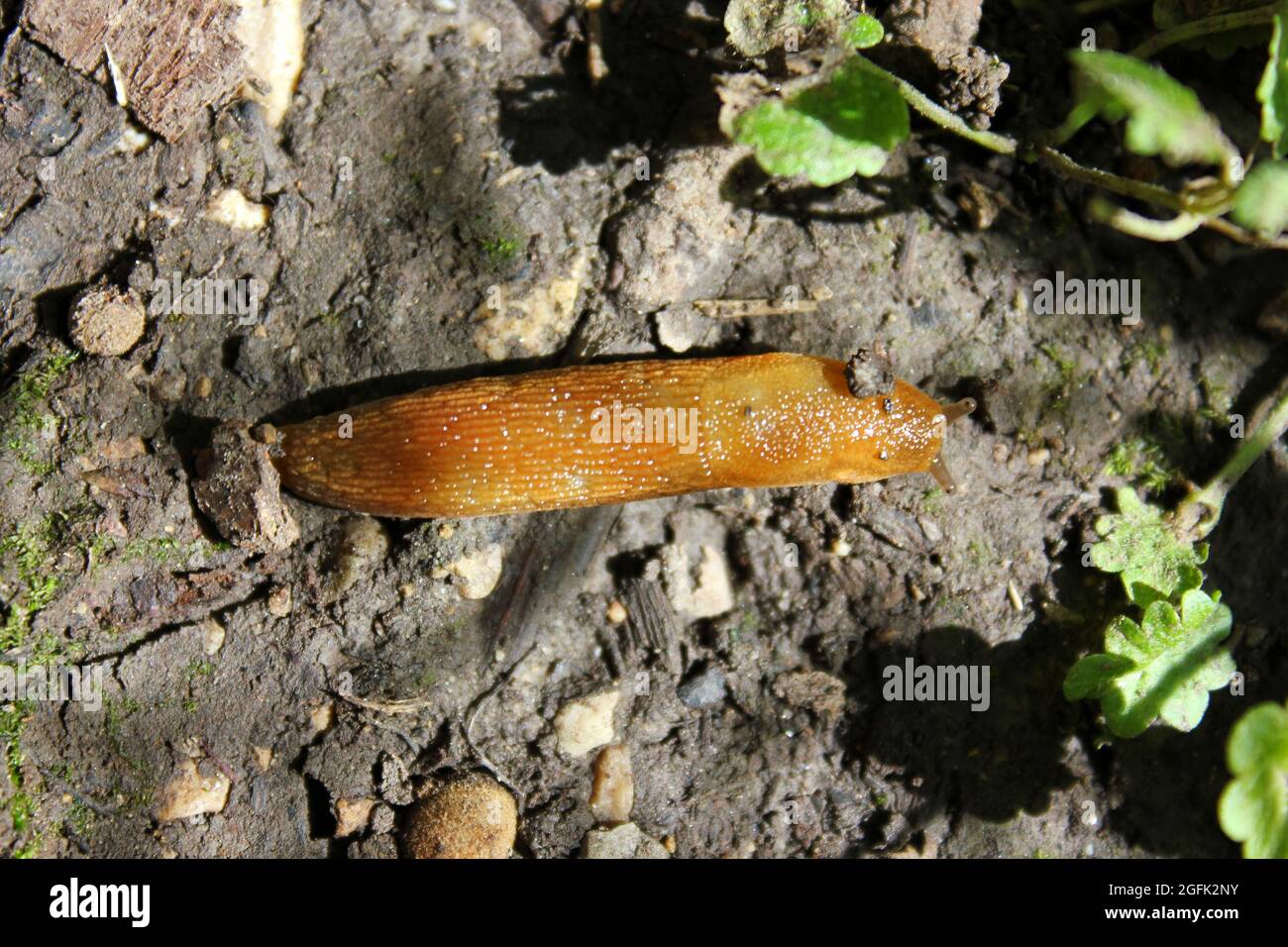 Orange Slug High Resolution Stock Photography and Images - Alamy