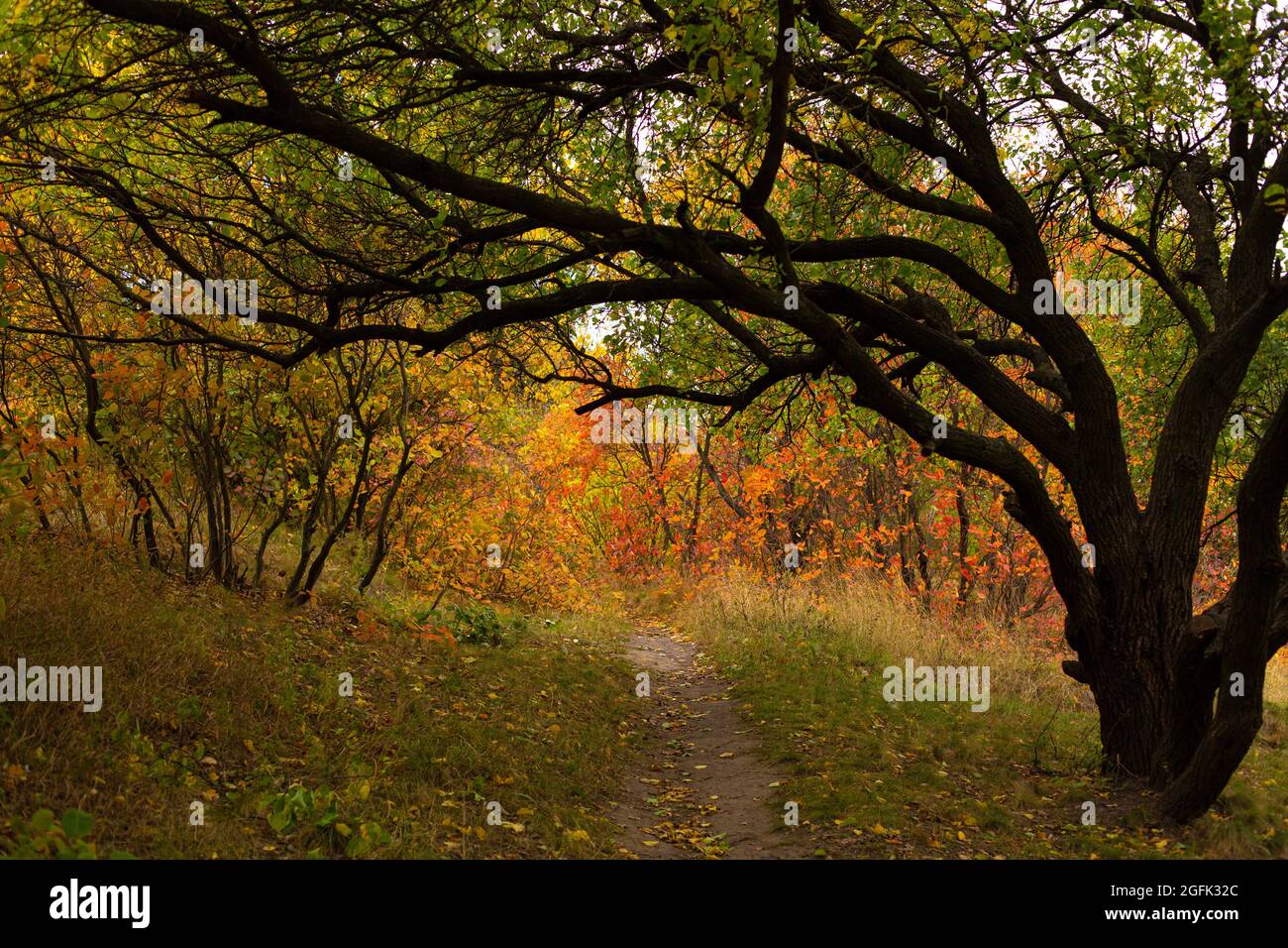 Autumn shades of color. Forest in bright autumn colors Stock Photo - Alamy